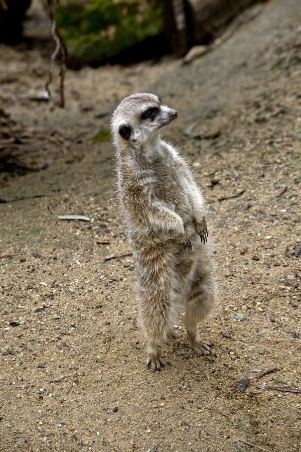 The Meerkat is Standing Guard Duty Stock Photo - Image of portrait ...