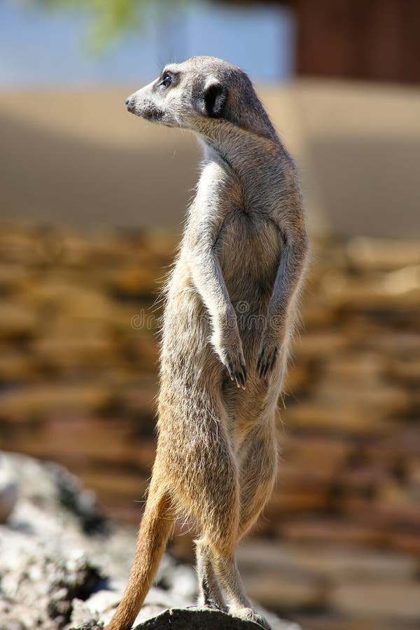 Meerkat standing guard stock image. Image of suricatta - 86606655