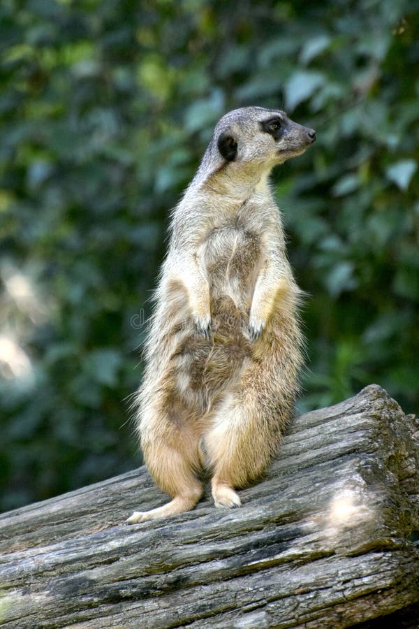 A Meerkat Standing Guard, Zoo Opole Poland Stock Photo - Image of ...