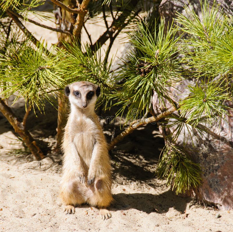Meerkat Standing on Guard on Sand Stock Image - Image of park, brown ...