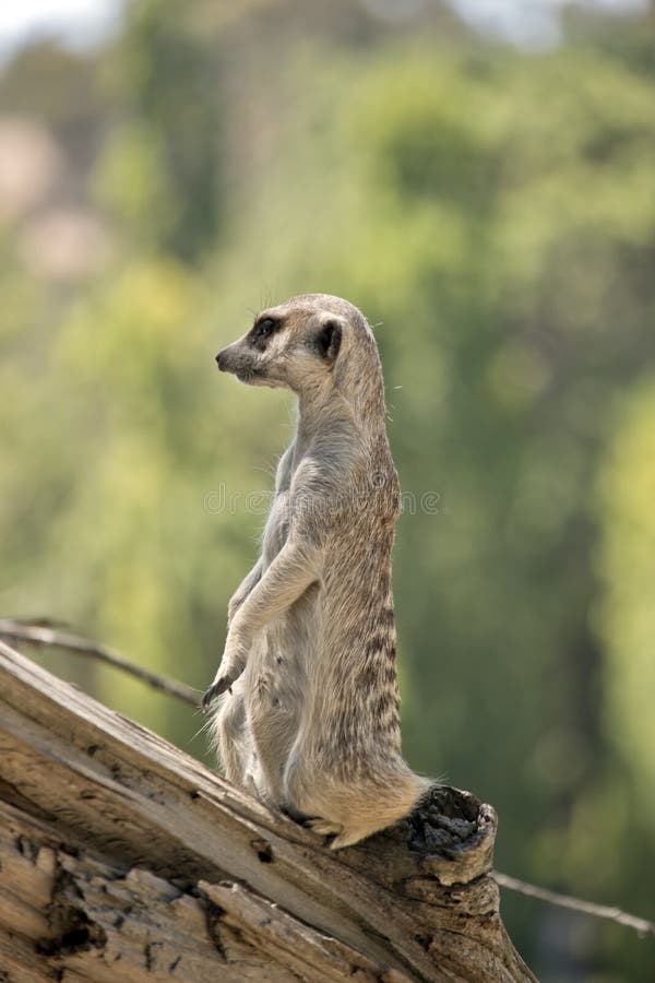 A Meerkat is Standing Guard Stock Photo - Image of animal, burrow ...