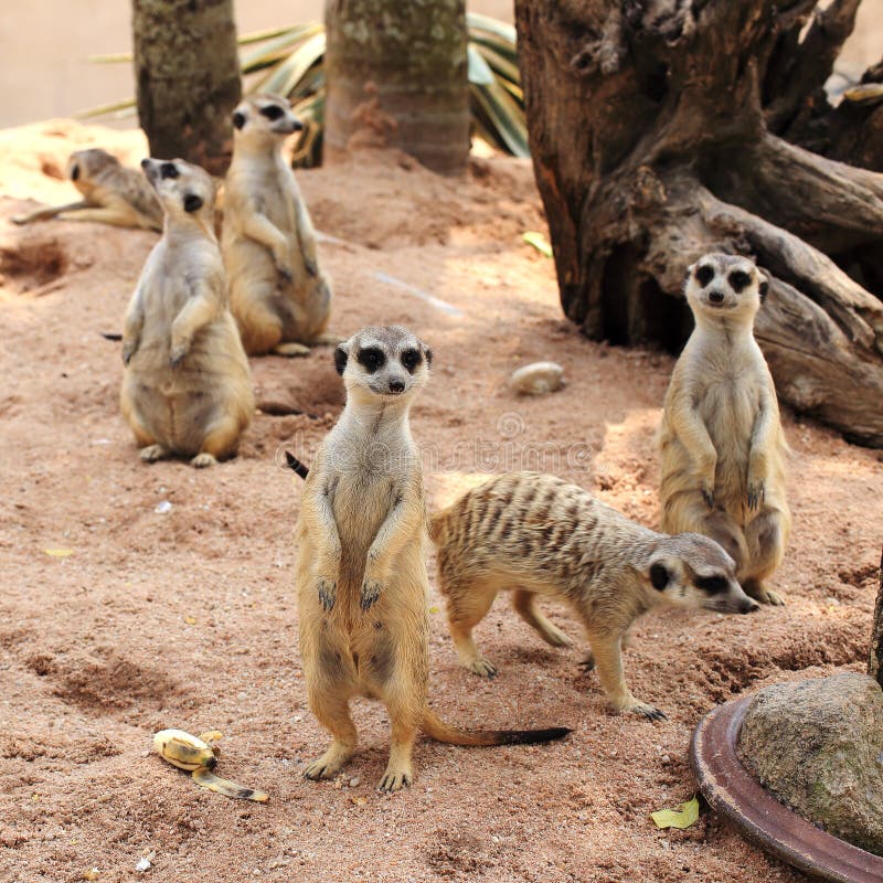 Meerkat standing stock photo. Image of africa, suricate - 37547184