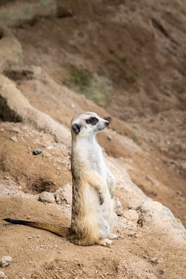 Meerkat standing. stock photo. Image of outdoors, closeup - 120072792