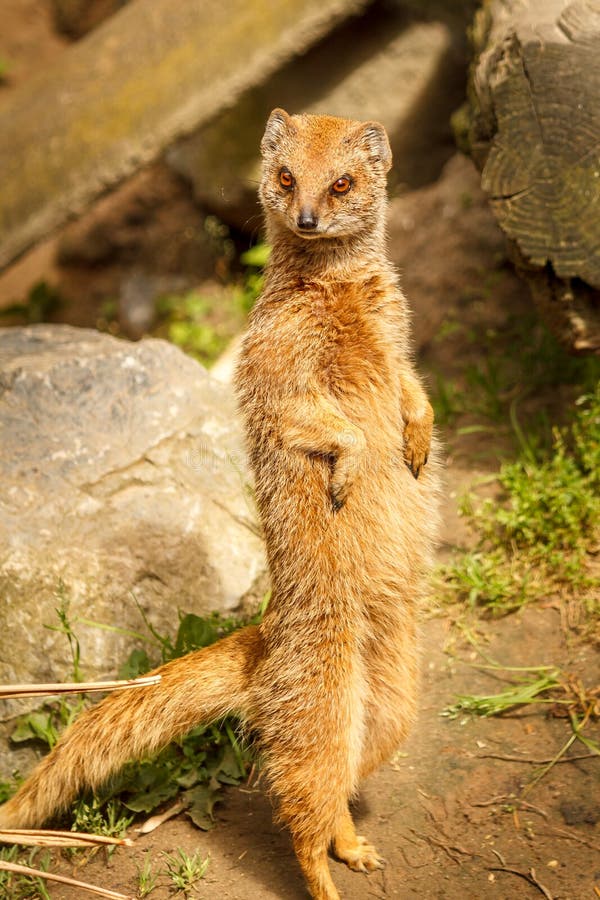 Meerkat standing in a pose stock image. Image of pose - 42903115