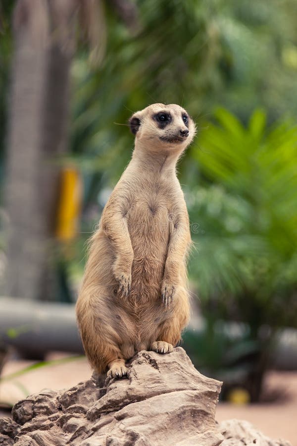 Meerkat Standing on the Rock. Stock Photo - Image of life, park: 93276234