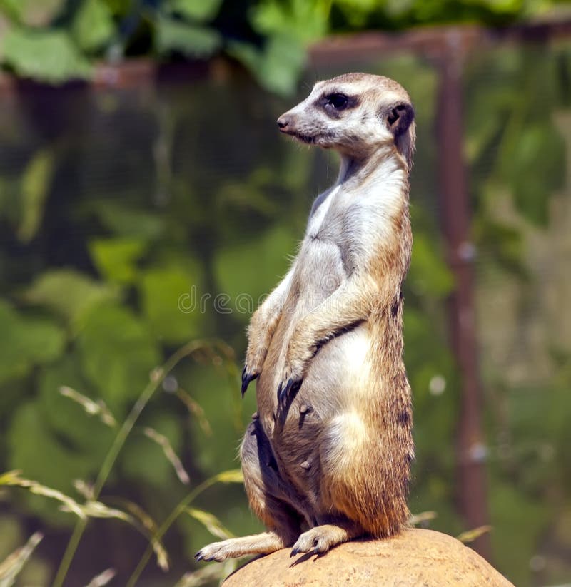 A Meerkat Standing Upright and Looking Alert. Stock Photo - Image of ...