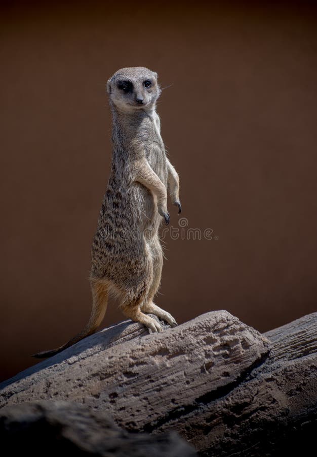 Meerkat standing sentry stock image. Image of conservation - 69420649