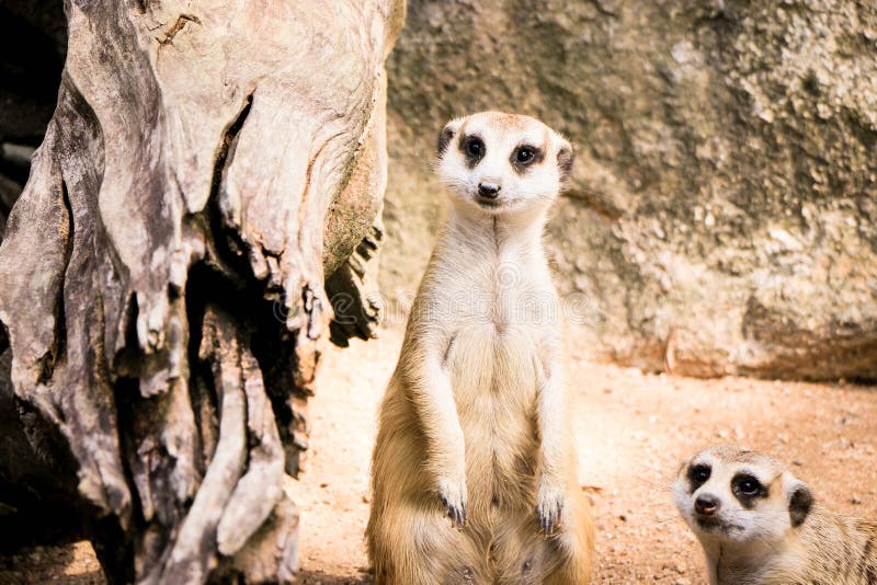 Meerkat stock photo. Image of face, wildlife, kalahari - 153488178