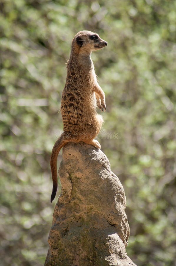 Meerkat Standing on the Land Stock Photo - Image of alert, african ...