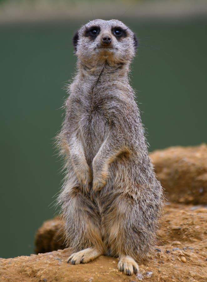 1,220 Meerkat Standing Up Stock Photos - Free & Royalty-Free Stock ...