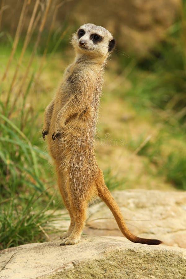 Meerkat standing upright stock photo. Image of nature - 16018188