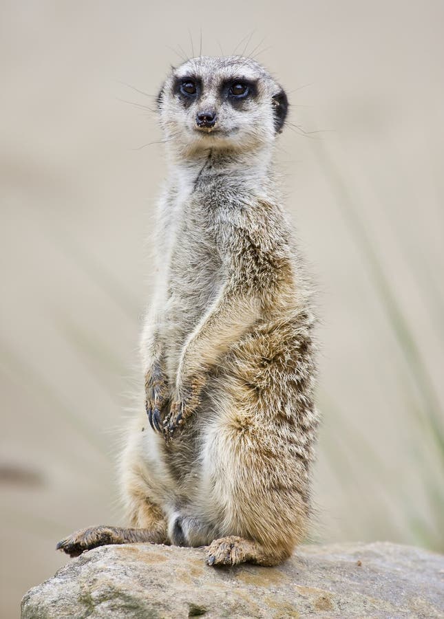 A meerkat standing upright stock image. Image of aware - 23546711
