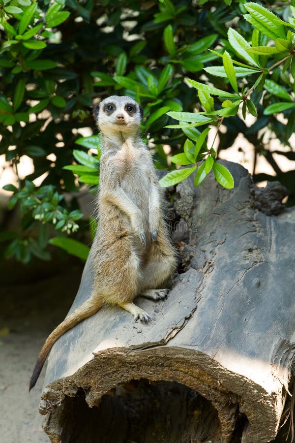 A Meerkat Standing Upright And Looking Alert. Stock Photo - Image of ...