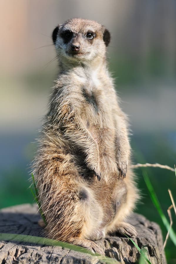 A meerkat standing upright stock image. Image of animal - 26019511