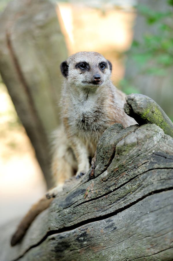 A meerkat standing upright stock image. Image of animal - 26019511
