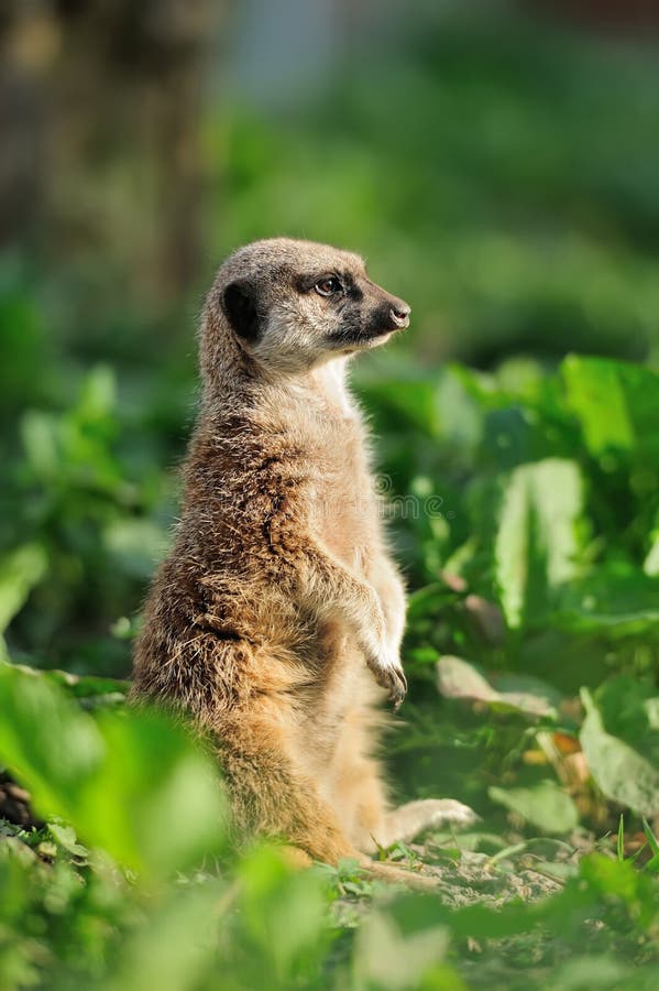Meerkat stock image. Image of careful, conservation, aware - 30694081
