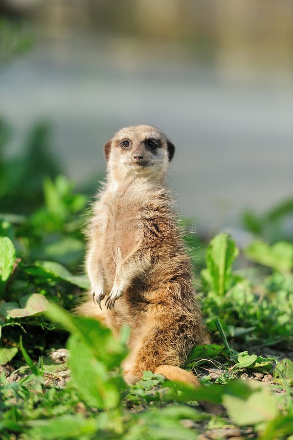 Meerkat stock photo. Image of creature, careful, claw - 30853302