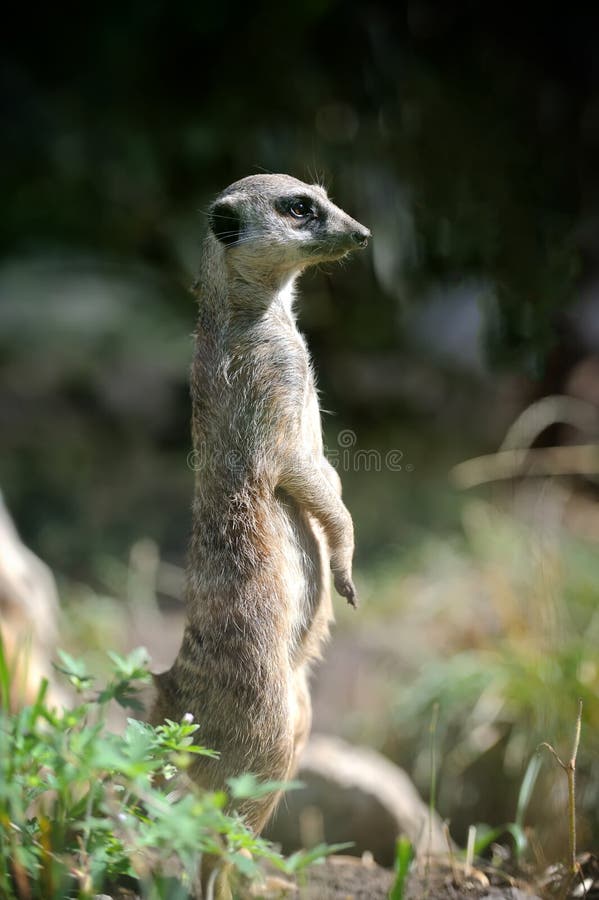 Meerkat standing upright stock image. Image of monitor - 88797795