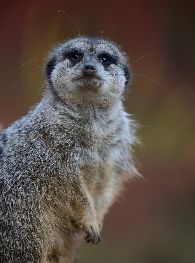 A Meerkat Stands and Looks Ahead on a Spring Day Stock Image - Image of ...