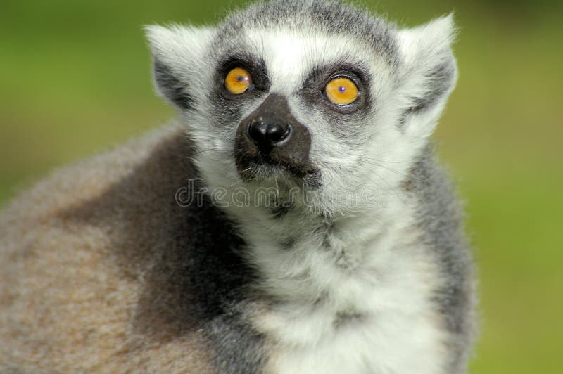 Meerkat stare stock image. Image of distance, praying - 58832651