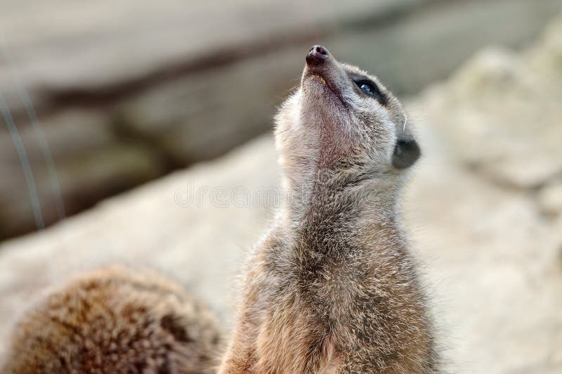 A Fat Meerkat stock photo. Image of beige, meerkat, standing - 27255558