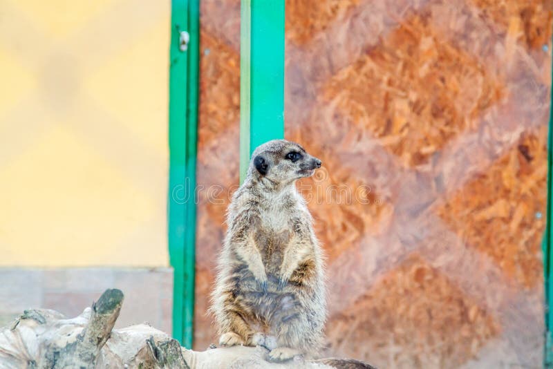Sad Meerkat Stock Photos - Free & Royalty-Free Stock Photos from Dreamstime