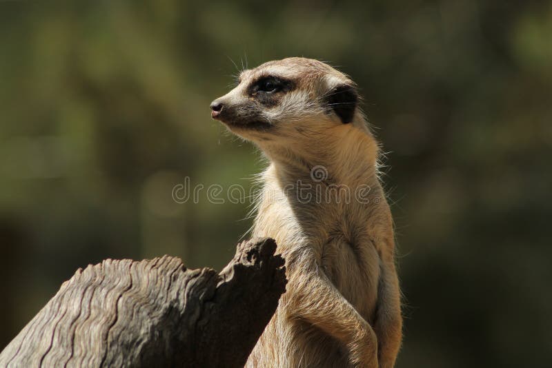 Meerkat Staring stock image. Image of furry, pack, rodent - 34636747