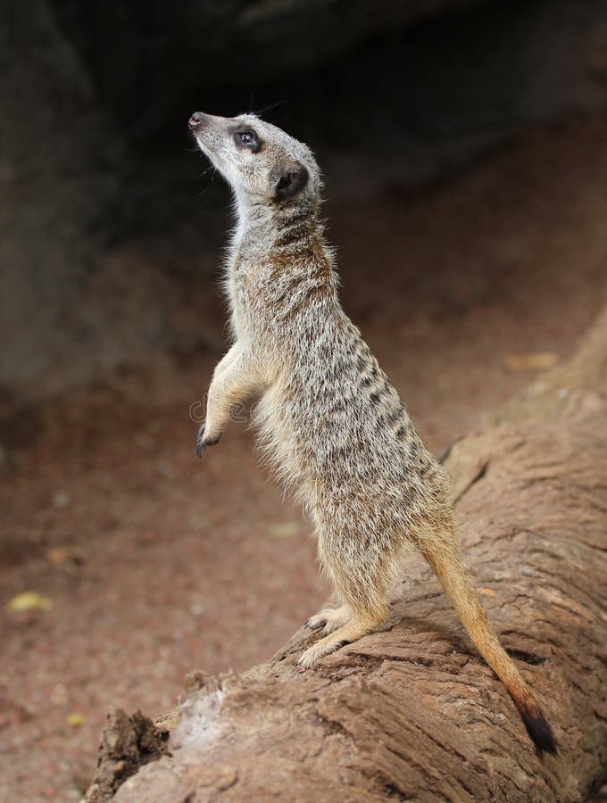 A meerkat staring stock photo. Image of wildlife, nature - 27276714