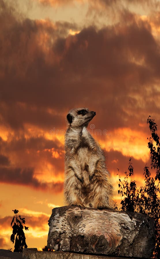 Meerkat sunset stock image. Image of small, looking, close - 23849221