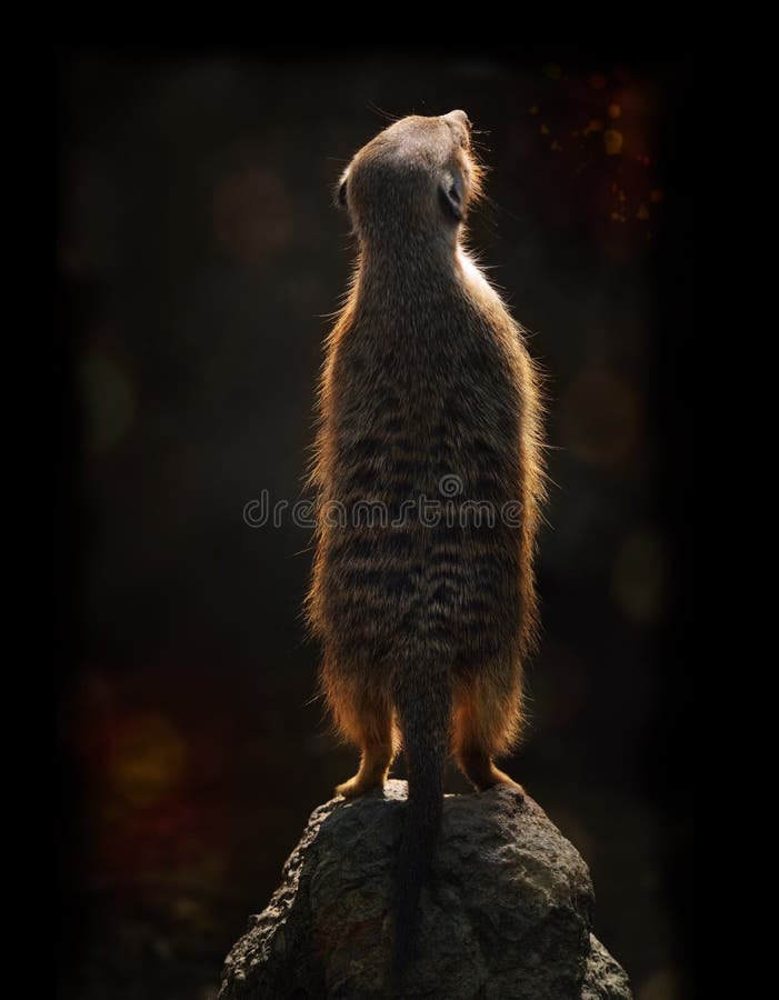 Meerkat at Sunset stock photo. Image of nature, lookout - 51092124