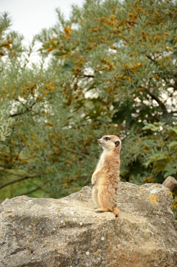 Meerkat (suricata) stock photo. Image of wildlife, watchful - 48459794