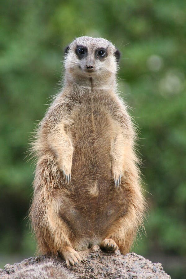 Meerkat (Suricata Suricata) Stock Image - Image of garding, wildlife ...