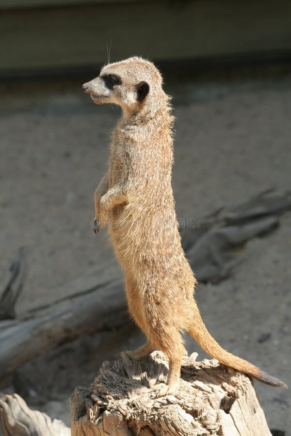 Meerkat stock photo. Image of mammal, look, brown, mammals - 347828