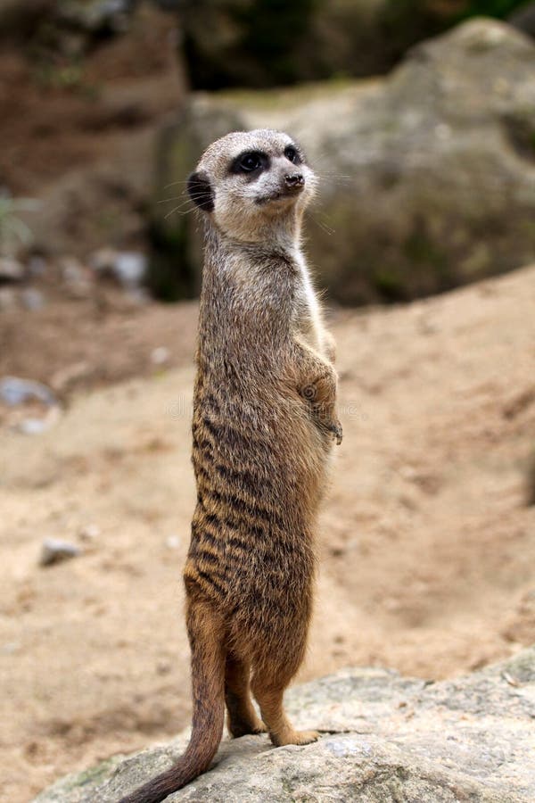 Meerkat (suricate) stock image. Image of environment - 34823551