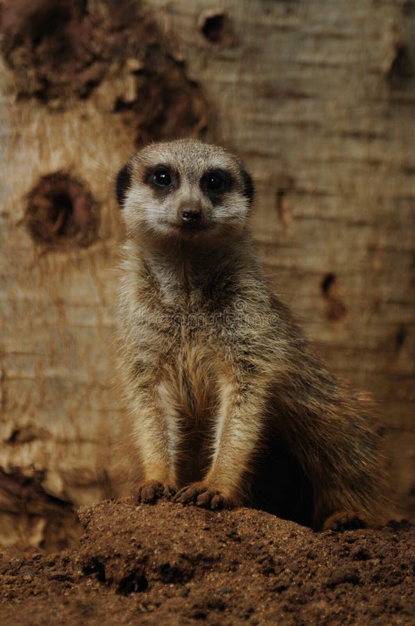 Meerkat (Suricata Suricatta) Stock Image - Image of kalahari, africa ...