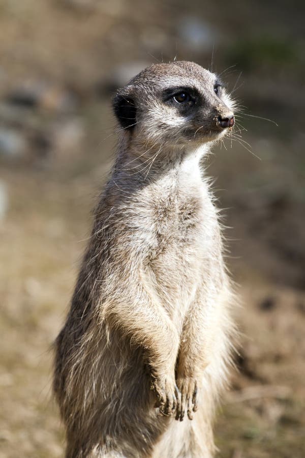 Meerkat (Suricata Suricatta) Stock Photo - Image of suricate ...
