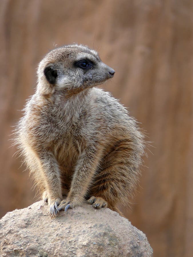 Meerkat - Suricata Suricatta Standing on a Stone Guarding the ...