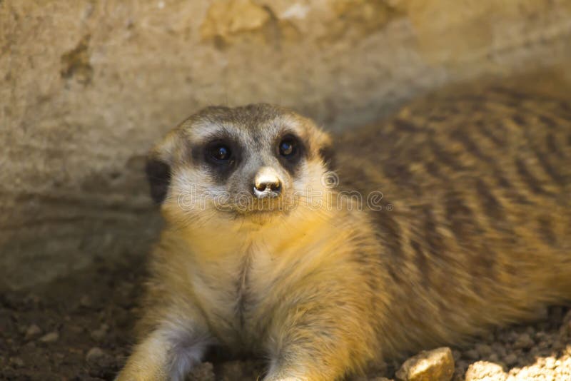 Meerkat (Suricata-suricatta) Stock Foto - Image of moeder, bont: 64017518