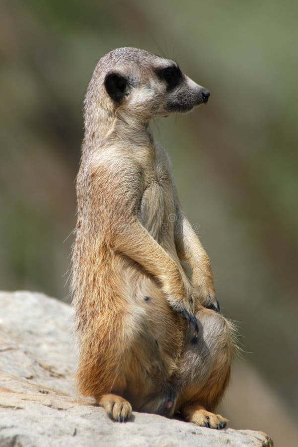 Meerkat stock photo. Image of mammal, look, brown, mammals - 347828