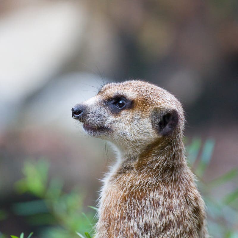 Meerkat, Suricata Suricatta Stock Image - Image of guard, insurance ...