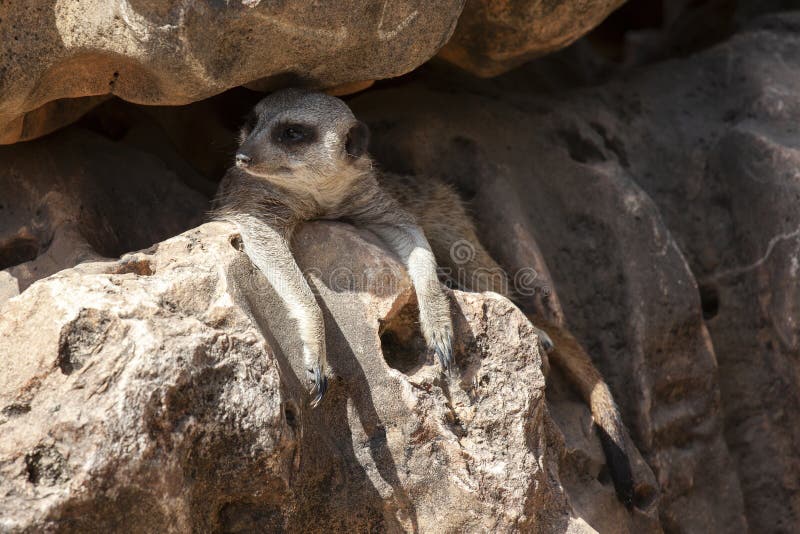 Meerkat (Suricata Suricatta) Stock Image - Image of mammal, stone ...