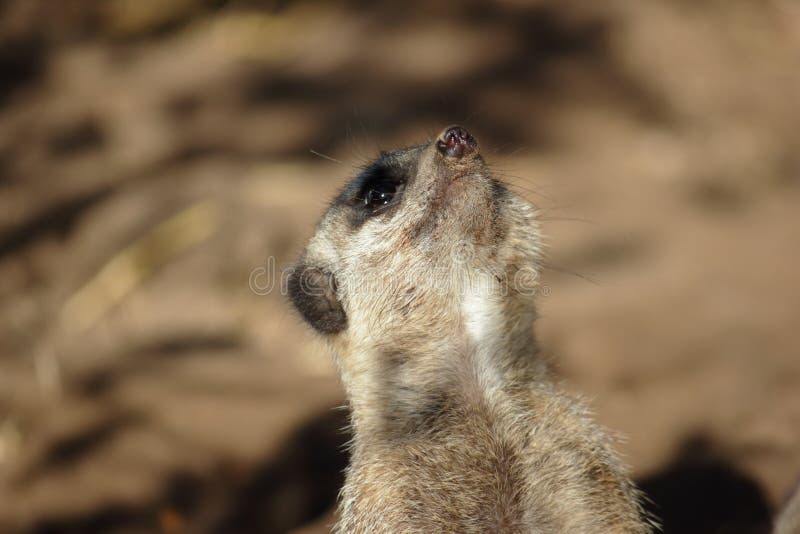 Meerkat (Suricata Suricatta) Shows His Teeth Stock Photo - Image of ...