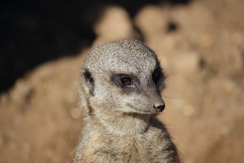 Meerkat (Suricata Suricatta) Shows His Teeth Stock Photo - Image of ...