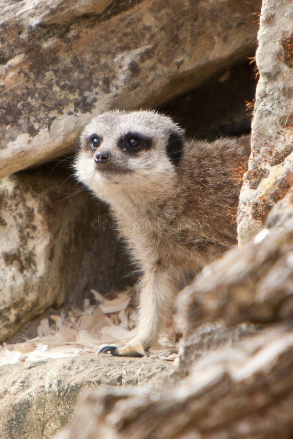 Two Meerkat Peeking Out Of The Bushes Stock Image - Image of predatory ...