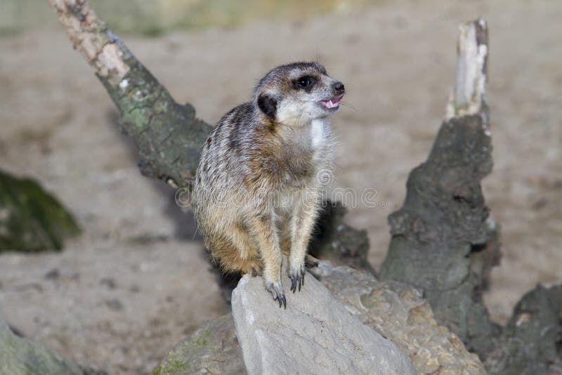 Angry meerkat stock image. Image of tooth, mammal, moaning - 903285