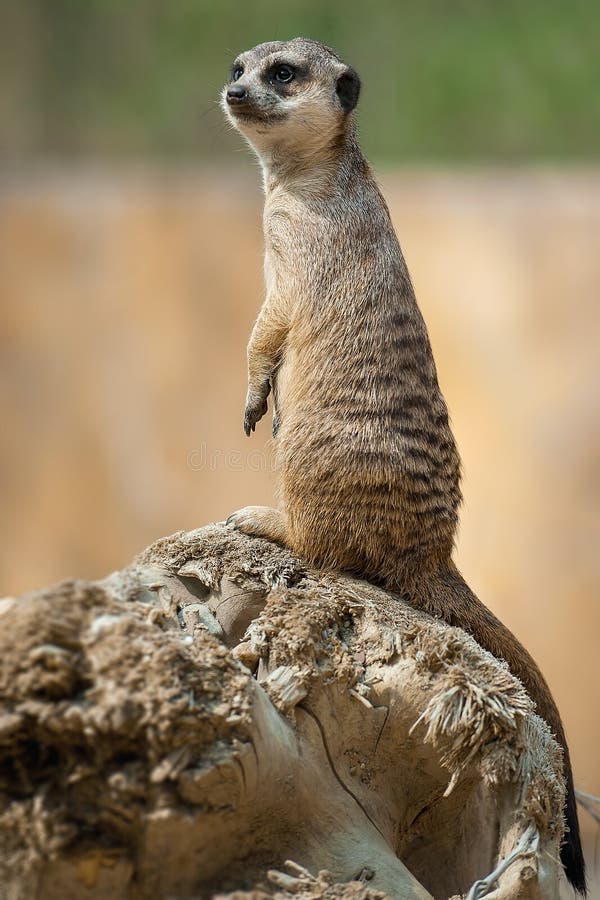 Meerkat Suricata Suricatta. Program for the Conservation of Rare and ...