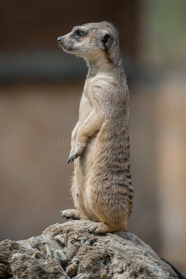 Meerkat Suricata Suricatta. Program for the Conservation of Rare and ...