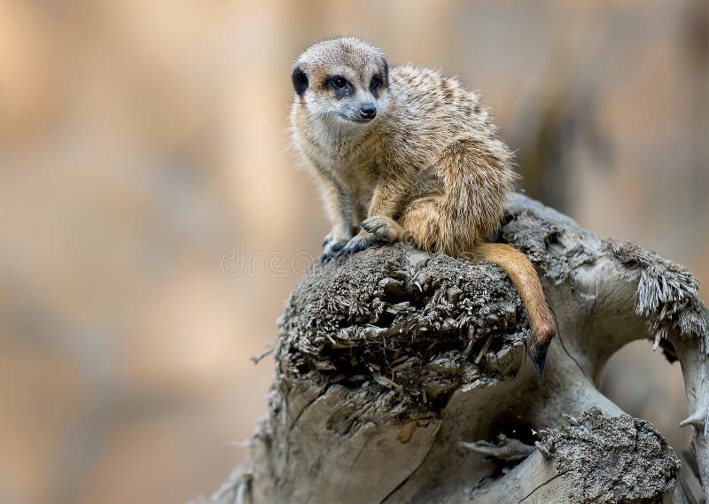 Meerkat Suricata Suricatta. Program for the Conservation of Rare and ...
