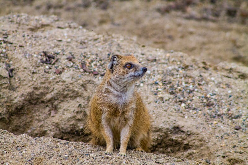 Meerkat (Suricata Suricatta) Sitting on the Ground Stock Image - Image of suricata, wild: 284788101
