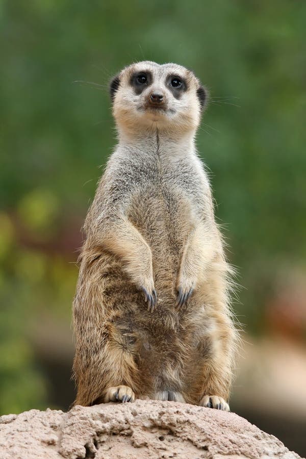 Cute Suricate or Meerkat stock image. Image of cute, portrait - 6508539